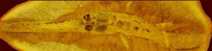 Scientists Discover 310-Million-Years-Old Nursery of Bandringa Sharks ...