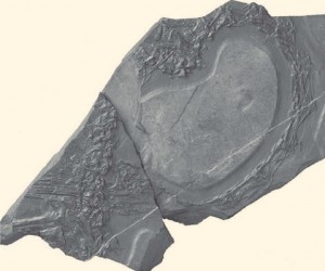 Fuyuansaurus acutirostris: Long-Snouted Protorosaur Discovered in China ...