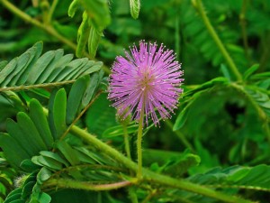 Mimosa Plants Have Long Term Memory, Can Learn, Biologists Say | Sci.News