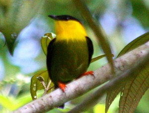 Study Provides Insights into Courtship Display of Golden-Collared ...