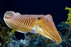 U.S. Marine Biologists Reveal Secrets of Cuttlefish | Sci.News
