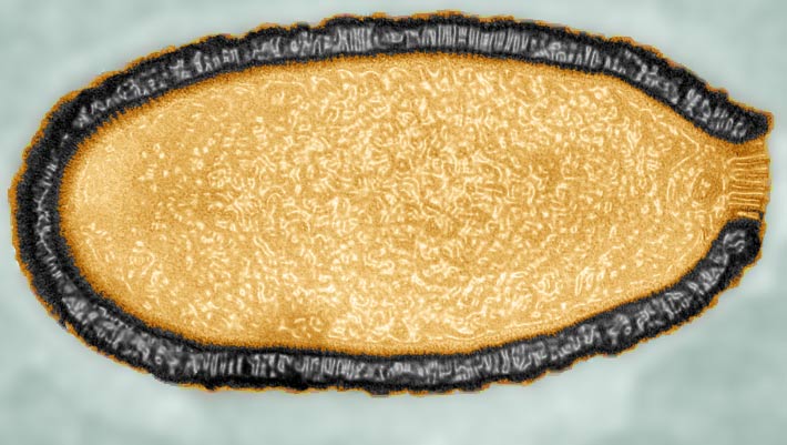 Pithovirus sibericum: Researchers Resurrect 30,000-Year-Old Giant Virus ...