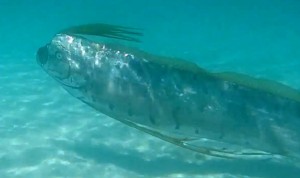 Oarfish Caught on Film in Gulf of California | Sci.News