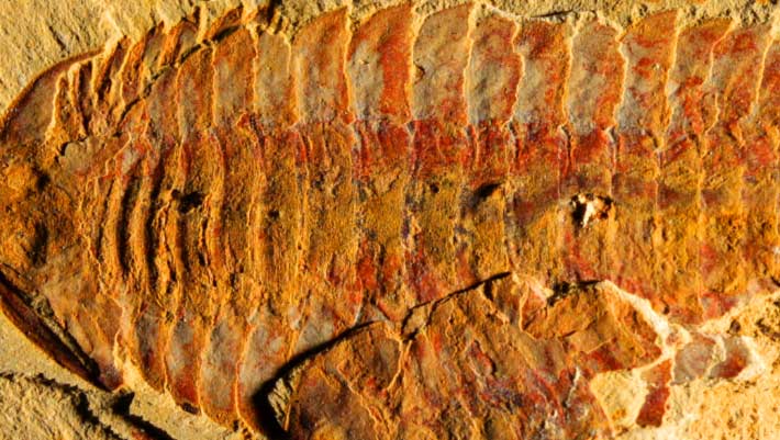 520-Million-Year-Old Fossil Reveals Oldest Known Cardiovascular System ...