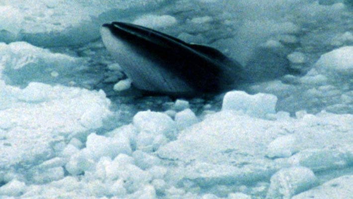 Bio-Duck: Scientists Solve Mystery of Strange Ocean Sounds | Biology ...