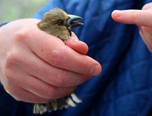 Birds in Chernobyl Adapting to Ionizing Radiation, Finds Study | Sci.News