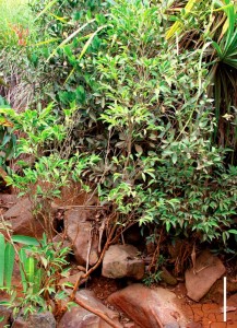 Rinorea niccolifera: Nickel-Eating Plant Discovered in Philippines ...