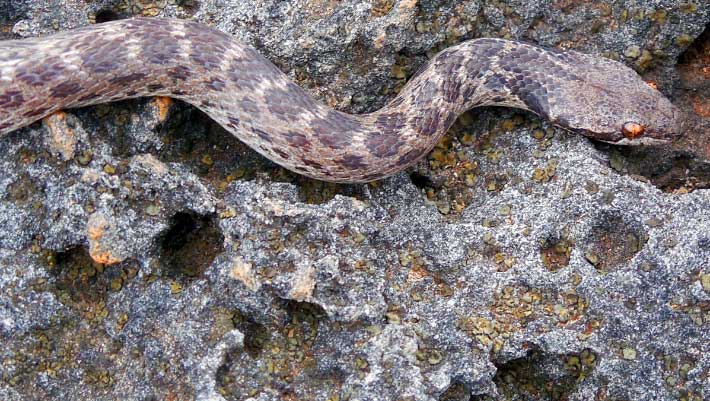 Clarion Nightsnake: Herpetologists Rediscover Long-Lost Species ...
