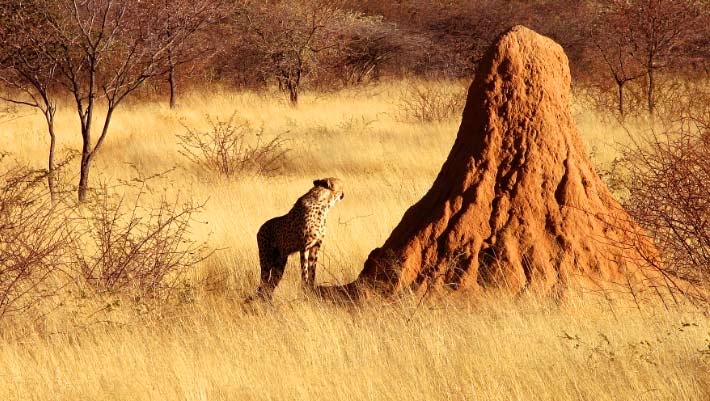 Scientists Sequence Genome of Nevada Dampwood Termite | Genetics | Sci ...