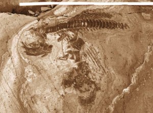 46 Near-Complete Ichthyosaur Specimens Found in Chile | Sci.News