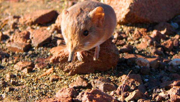 Etendeka Round-Eared Sengi: New Mammal Species Discovered in Namibia ...