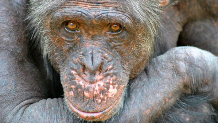 Chimpanzee Intelligence Depends on Genes, Finds New Study | Biology ...