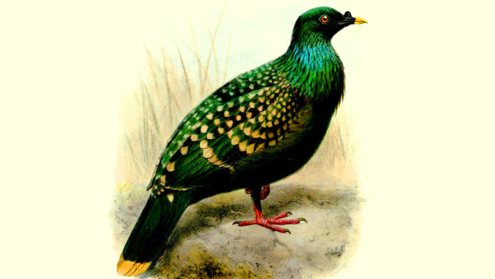 Spotted Green Pigeon is Distinct Species, DNA Study Proves | Genetics ...