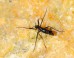 Belgica antarctica: Antarctic Midge Has Smallest Insect Genome ...