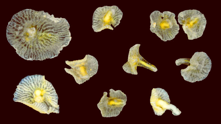 Dendrogramma: Two Unclassifiable Deep-Sea Animals Discovered off ...