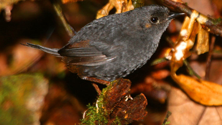 Bahian Mouse-Colored Tapaculo: New Bird Species Discovered in Brazil ...