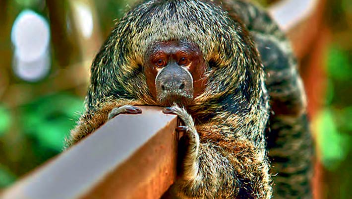 Five New Species of Saki Monkeys Discovered | Biology | Sci-News.com