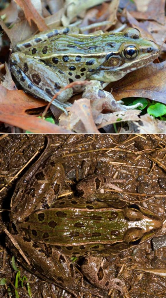Rana kauffeldi: New Cryptic Species of Frog Discovered in New York City ...
