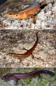 Three New Species of Skinks Discovered in Australia | Sci.News