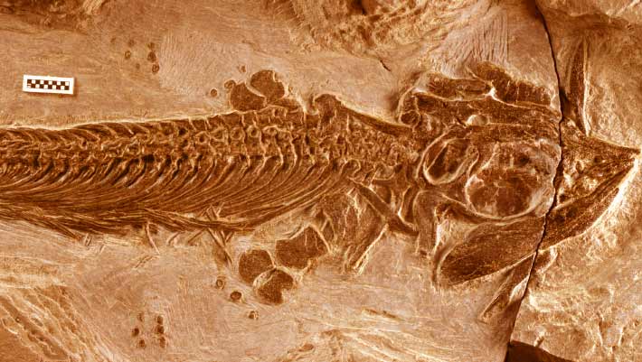First Amphibious Ichthyosaur Found - Cartorhynchus lenticarpus ...