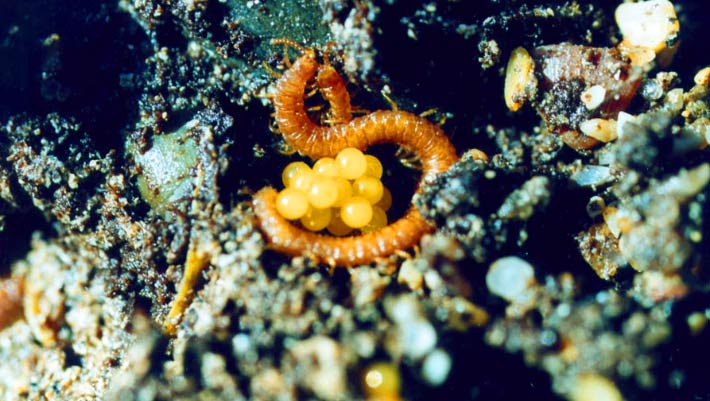 Genetic Scientists Sequence First Myriapod Genome | Genetics | Sci-News.com