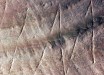 500,000-Year-Old Homo erectus Engraving Discovered | Archaeology | Sci ...