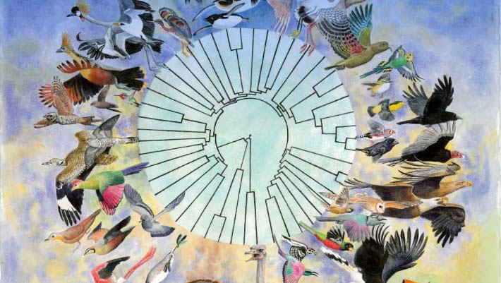 Scientists Sequence Genomes of 48 Bird Species, Unveil Avian Family ...