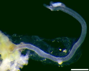 Prehistoric Bone-Devouring Osedax Worms Fed on Carcasses of Plesiosaurs ...