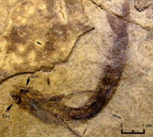Paleontologists Find Carboniferous Fish Fossil with Well-Preserved ...