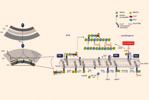 Teixobactin: Powerful New Antibiotic Kills Drug-Resistant Bacteria ...