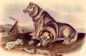 Study: At Least Five Dog Lineages Existed 11,000 Years Ago ...