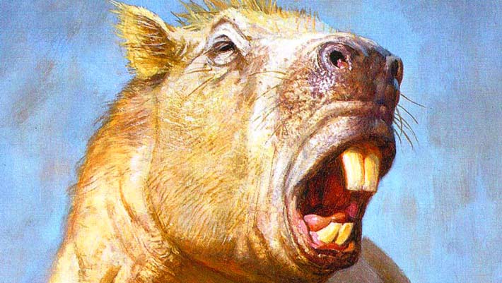 Fossil Rodent Josephoartigasia May Have Used Its Front Teeth Like Tusks ...