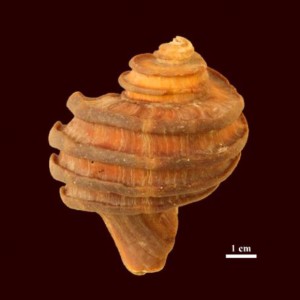 Scientists Find Proteins in 15-Million-Year-Old Mollusk Shells | Sci.News