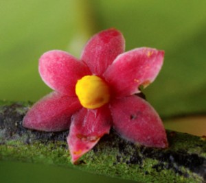 New Genus of Flowering Plants Discovered in Gabon, Named after Sir ...