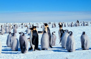 Genetic Researchers Reconstruct Evolutionary History of Penguins ...