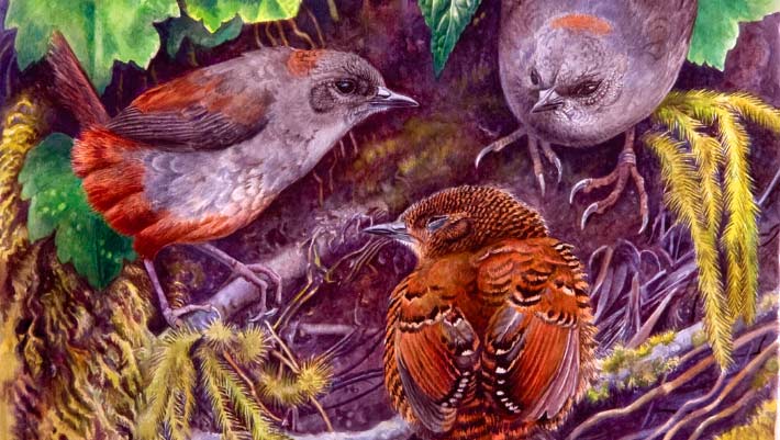 Perijá Tapaculo: New Bird Species Discovered in Colombia, Venezuela ...