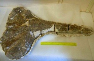 Whale Fossil Sheds Light on Timing, Starting Elevation of East African ...