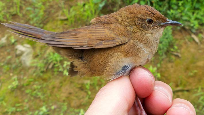 Sichuan Bush Warbler: New Bird Species Discovered in China | Biology ...