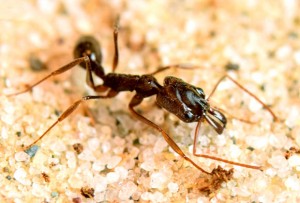 Trap-Jaw Ants Can Use Mandible-Powered Jumps to Escape from Antlions ...