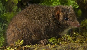Two New Antechinus Species Discovered in Australia | Biology | Sci-News.com