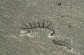Hallucigenia: Paleontologists Reconstruct Cambrian Worm-Like Creature ...