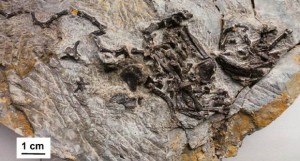 Pappochelys: New Turtle Ancestor Discovered in Germany | Sci.News