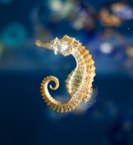 Seahorse’s Square Tail Could Inspire Future Breakthroughs in ...
