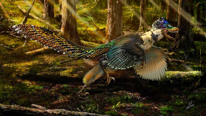 Zhenyuanlong suni: New Feather-Winged Dinosaur Species Discovered ...