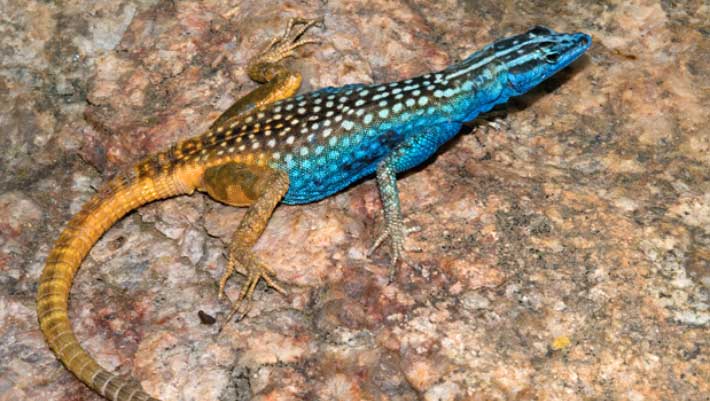 Platysaurus attenboroughi: African Lizard Named after Sir David ...