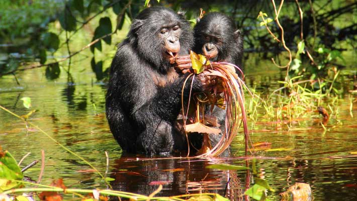 Bonobos Talk Like Human Infants, Researchers Say | Biology | Sci-News.com