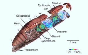 Unique Compounds Protect Earthworms against Toxic Plant Material | Sci.News