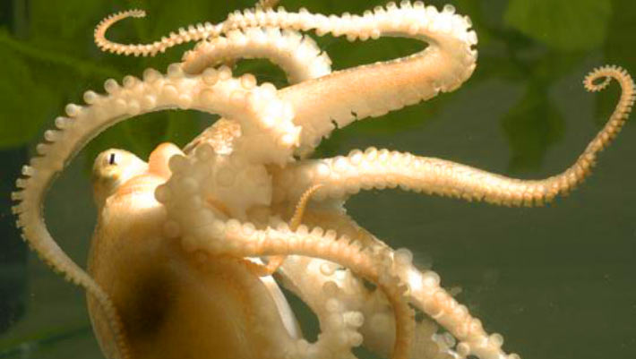 Scientists Sequence Genome of California Two-Spot Octopus | Genetics ...