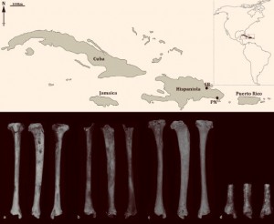Paleontologists Find 1.3-Million-Year-Old Fossil of Hispaniola Monkey ...