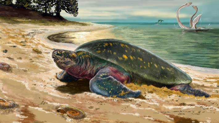 Desmatochelys padillai: Paleontologists Find Oldest Known Species of ...